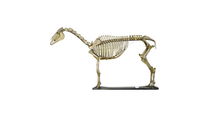 Scheletro completo (adulto) visione laterale - Museo Anatomico Veterinario