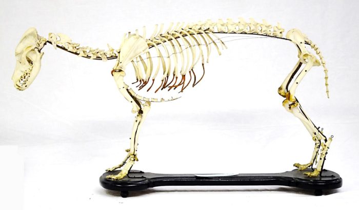 Scheletro completo (adulto) visione laterale - Museo Anatomico Veterinario