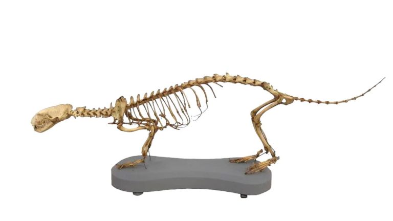 Scheletro completo, visione laterale - Museo Anatomico Veterinario